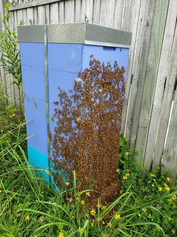Beehive Rentals - Bees In Auckland Wellington Christchurch Rodney